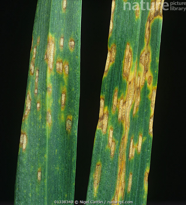 Stock photo of Leaf Spot (Septoria tritici) lesions on Wheat leaves ...