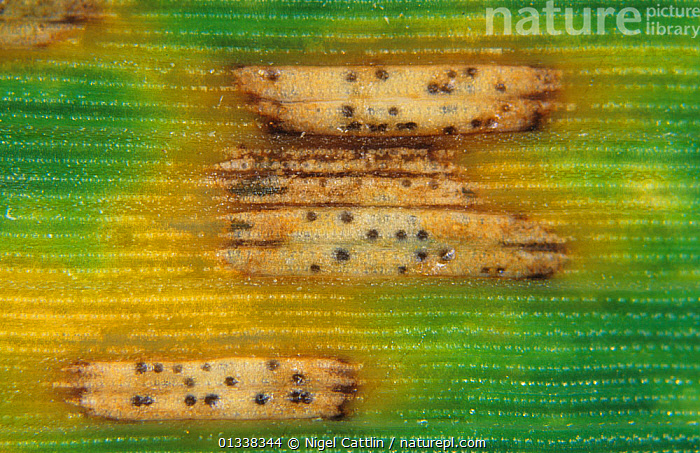 Stock photo of Septoria leaf spot (Septoria tritici) lesions and ...