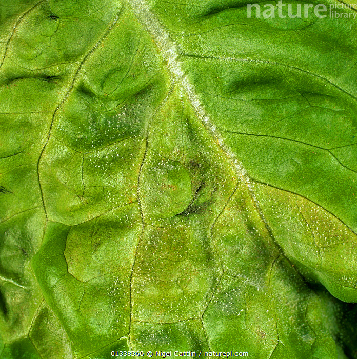 Stock photo of Downy Mildew (Bremia lactucae) mycelium on a Lettuce ...