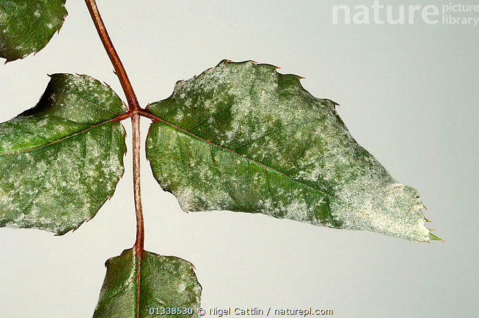 Stock photo of Powdery Mildew (Sphaerotheca pannosa) infection on ...
