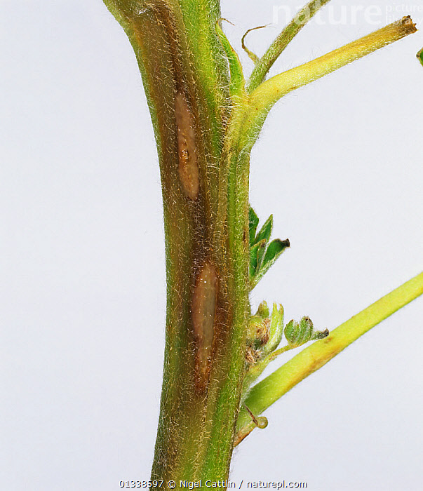 Stock photo of Anthracnose (Colletotrichum acutatum) lesions on a ...