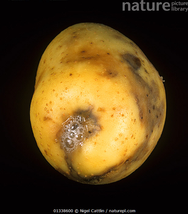 Stock photo of Ring Rot (Corynebacterium sepedonicum) on a Potato tuber ...