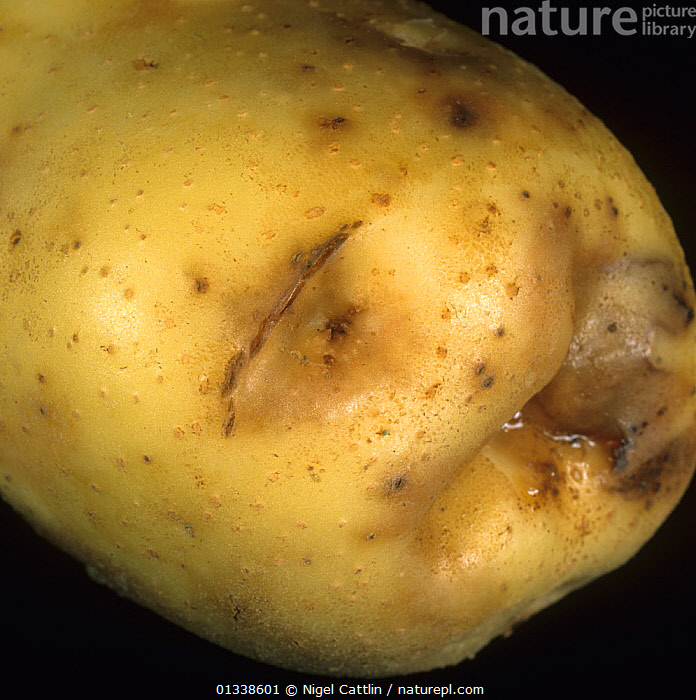 Stock photo of Ring Rot (Corynebacterium sepedonicum) enlarged ...