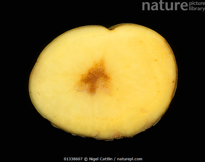 Stock photo of Internal browning in a Potato tuber section, early ...