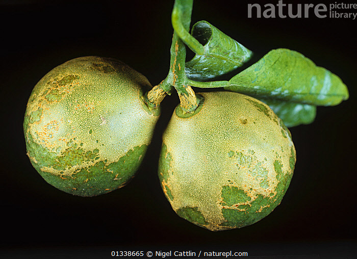 Stock photo of Black Greenhouse Thrips (Heliothrips haemorrhoidalis ...