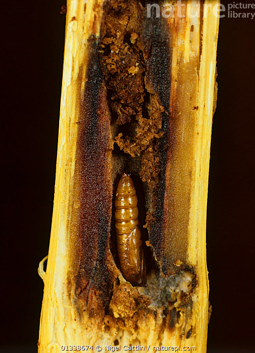 Stock photo of Maize Stem Borer (Busseola fusca) pupa in a damaged ...