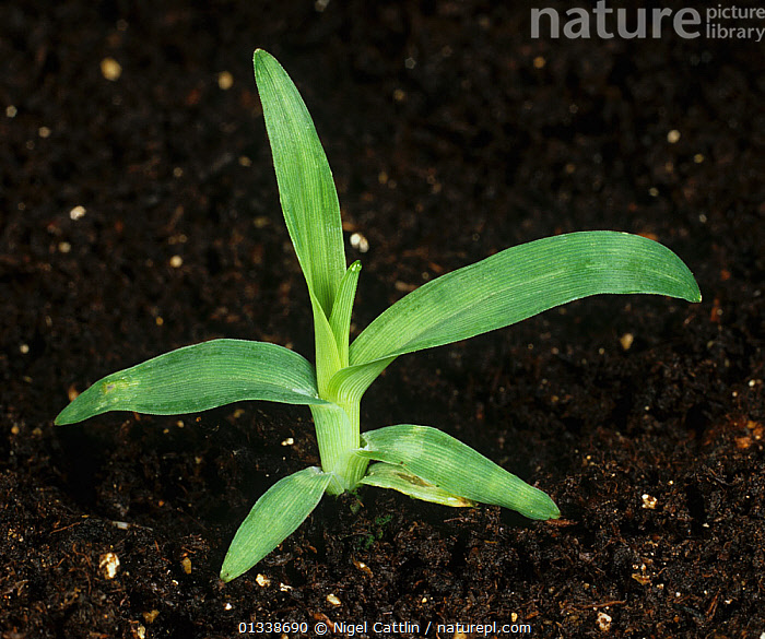 Stock photo of Crowsfoot Grass (Eleusine indica) seedling grass weed ...