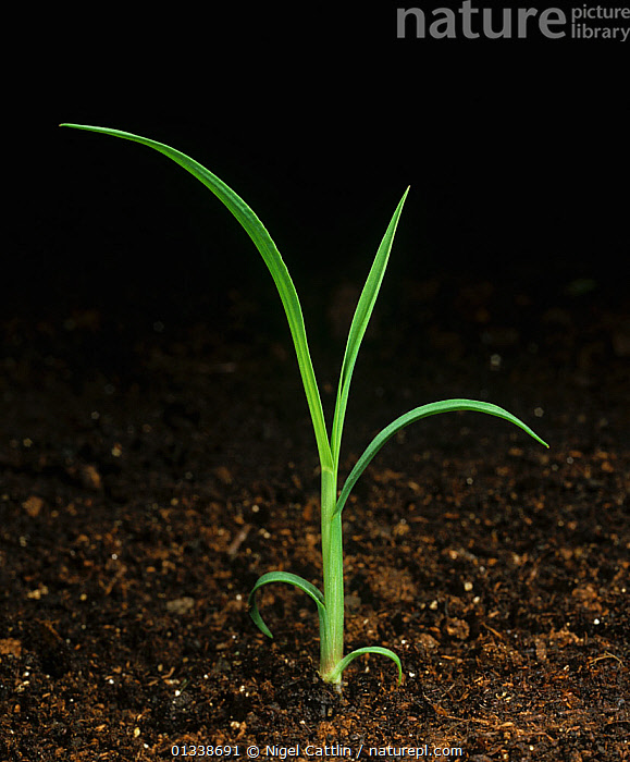 Stock photo of Barnyard Grass seedling (Echinochloa crus-galli ...