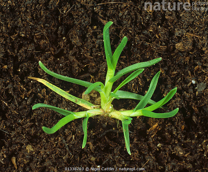 Stock photo of Annual Meadow Grass (Poa annua) seedling.. Available for ...