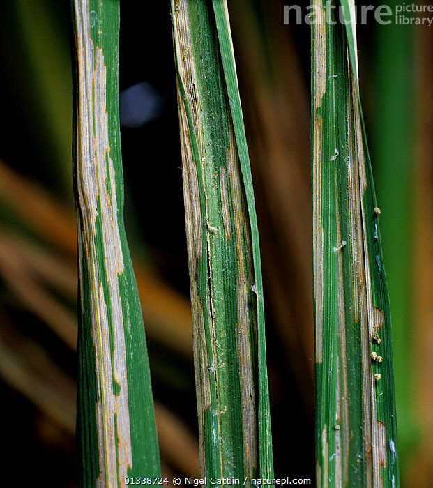 Stock photo of Leaf damage to Rice (Oryza sativa) caused by the Rice ...
