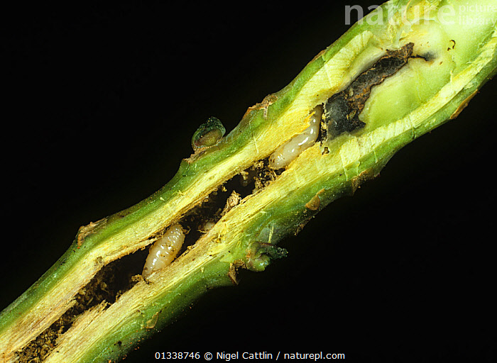 Stock photo of Cabbage Root Fly (Delia radicum) larvae and damage in a ...