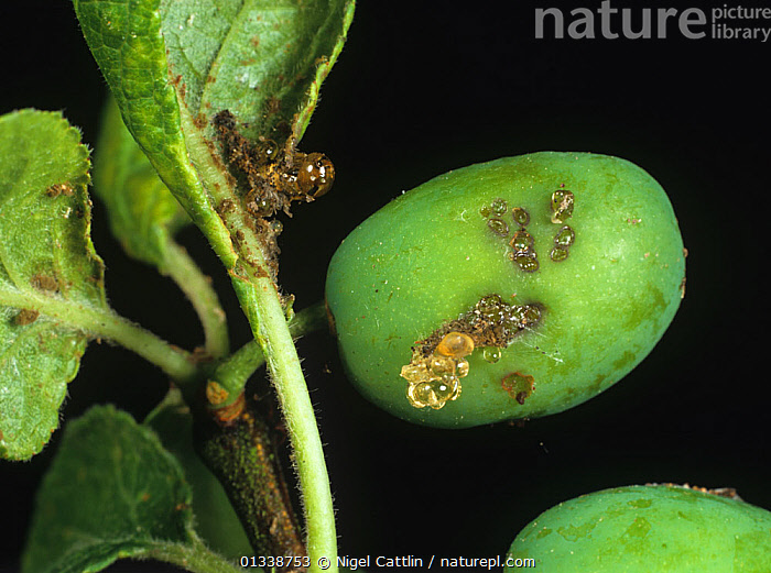Stock photo of Plum Fruit Moth maggot (Cydia funebrana) damage to and ...