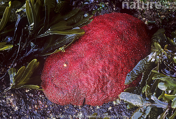 Gumboot Chiton