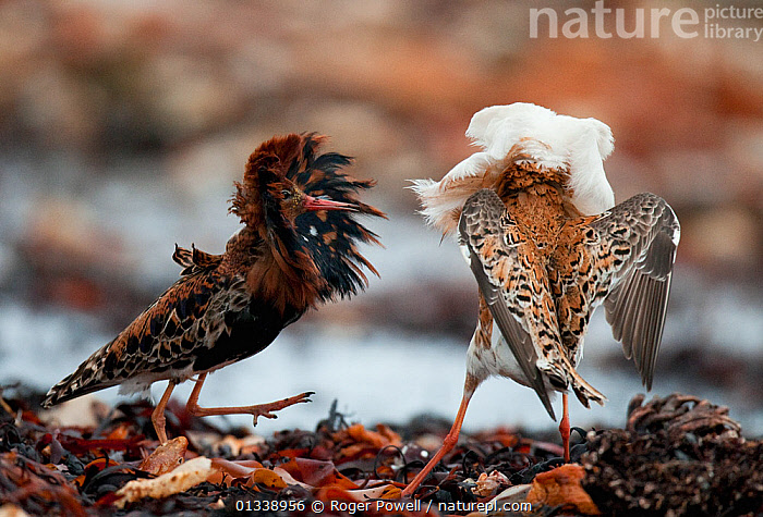 Stock photo of Two male Ruff (Philomachus pugnax) of different colour ...