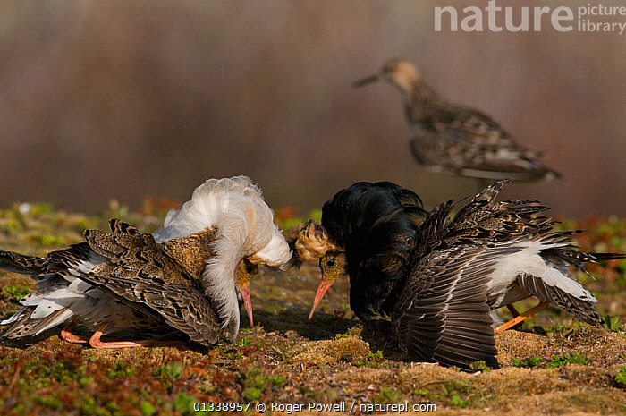 Stock photo of Two male Ruff (Philomachus pugnax) of different colour ...