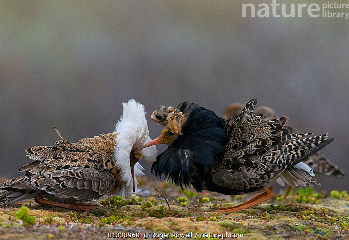 Stock photo of Two male Ruff (Philomachus pugnax) of different colour ...