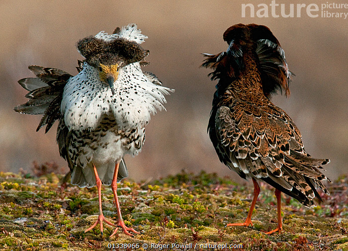 Stock photo of Two male Ruff (Philomachus pugnax) of different colour ...