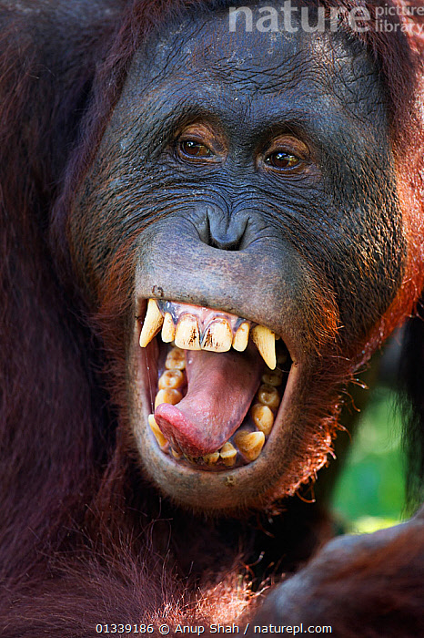 Orangutan Teeth Stock Photo Of Bornean Orangutan (Pongo Pygmaeus