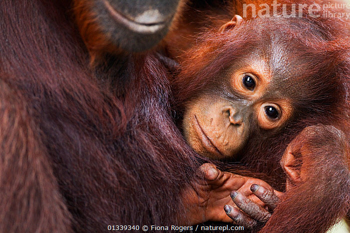 Stock photo of Bornean Orang-utan (Pongo pygmaeus wurmbii) female baby ...