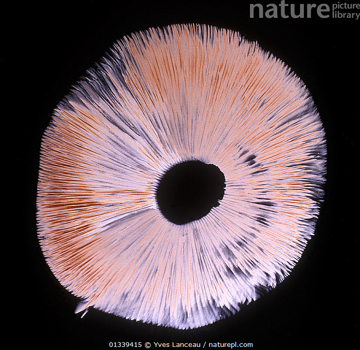 Stock photo of Fawn shield cap fungus (Pluteus cervinus) showing spore ...