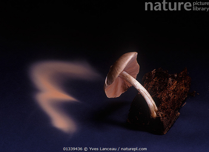 Stock photo of Fawn shield-cap fungus (Pluteus cervinus)showing spore ...