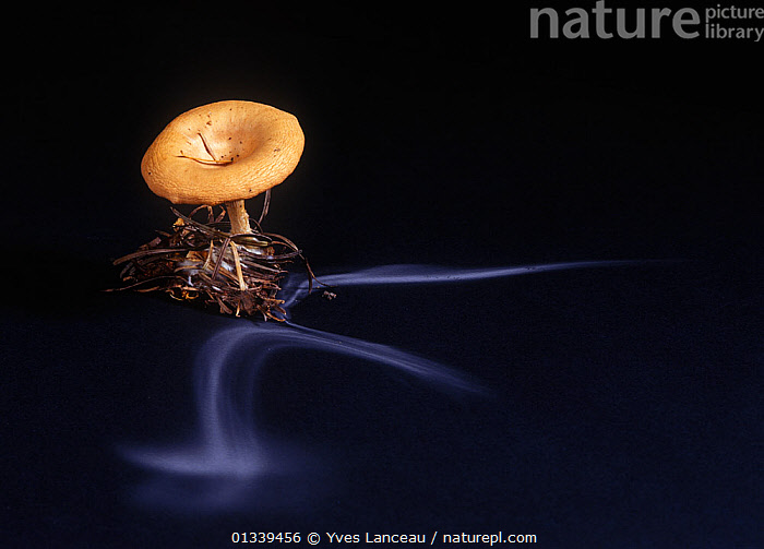 Stock photo of Common funnel cap fungus (Clitocybe gibba) showing spore ...