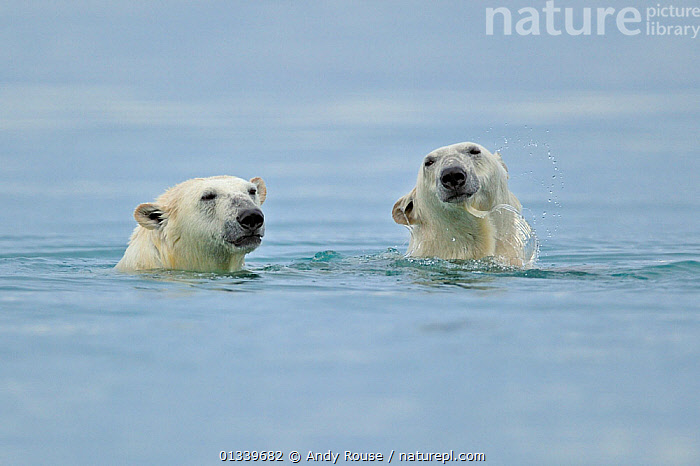 Stock photo of Two Polar Bears (Ursus maritimus) in water. Svalbard ...