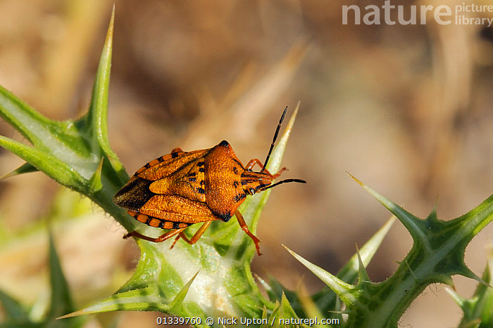 Stock photo of Shield Bug / Stink Bug (Carpocoris pudicus) on a Spiny ...