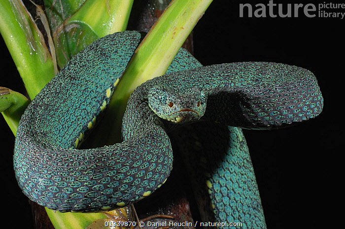 Stock photo of Two-striped Forest Pitviper (Bothriopsis bilineatus ...