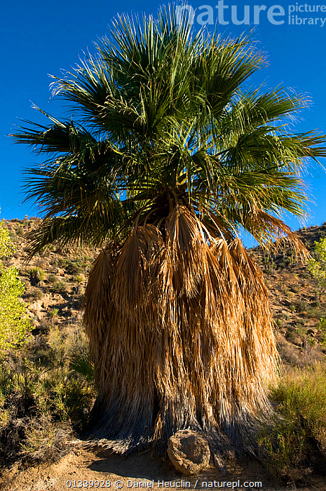 Stock photo of California Fan Palm (Washingtonia filifera) Cottonwood ...