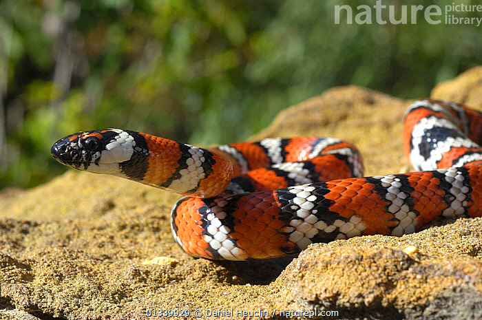Stock photo of San Pedro / Baja California Mountain Kingsnake ...
