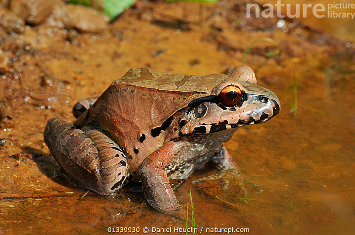 Stock photo of Knudsen's Thin-toed Frog (Leptodactylus knudseni ...