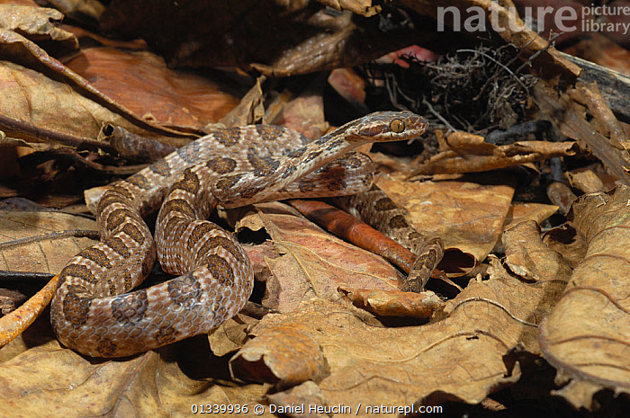 Stock photo of Banded Cat Eyed Snake (Leptodeira annulata) in leaf ...