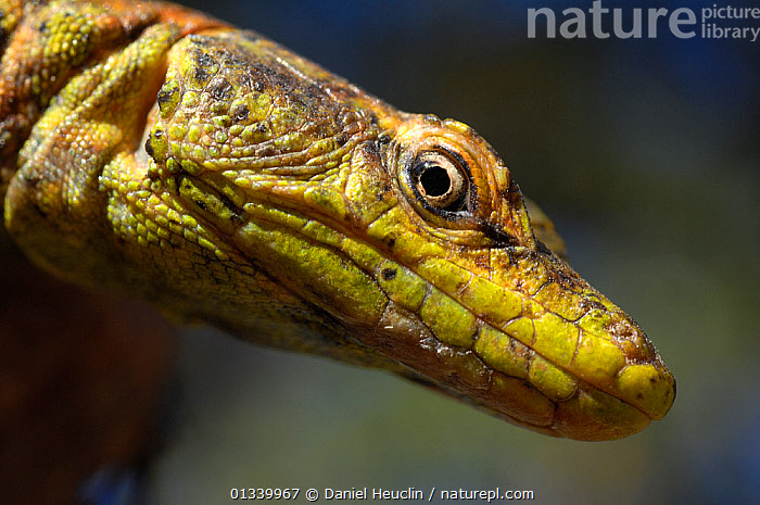 Stock photo of Emperor Flat Lizard (Platysaurus imperator) head in ...