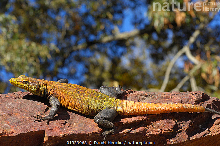 Stock photo of Emperor Flat Lizard (Platysaurus imperator) male basking ...