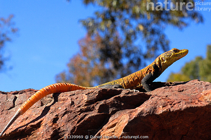 Stock photo of Emperor Flat Lizard (Platysaurus imperator) male basking ...