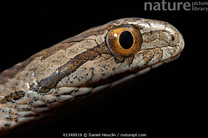 Stock photo of Ground Snake (Thamnodynastes pallidus) head in profile ...