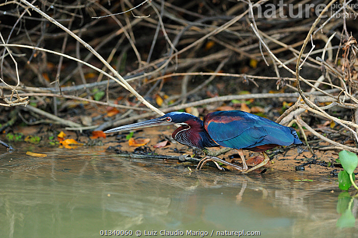 Stock photo of Chestnut-bellied / Agami Heron (Agamia agami) hunting by ...