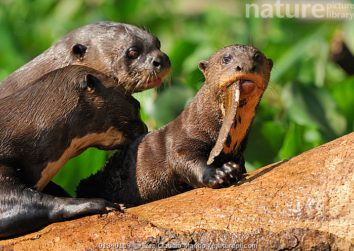 Stock photo of A cub of Giant Otter, or Giant Brazilian Otter ...