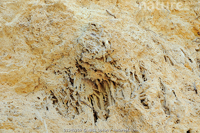 Stock photo of Close up of porous travertine limestone formed in a ...