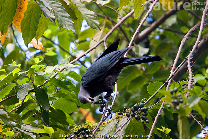 Stock photo of Marquesas Imperial / Nuku Hiva Pigeon (Ducula galeata ...