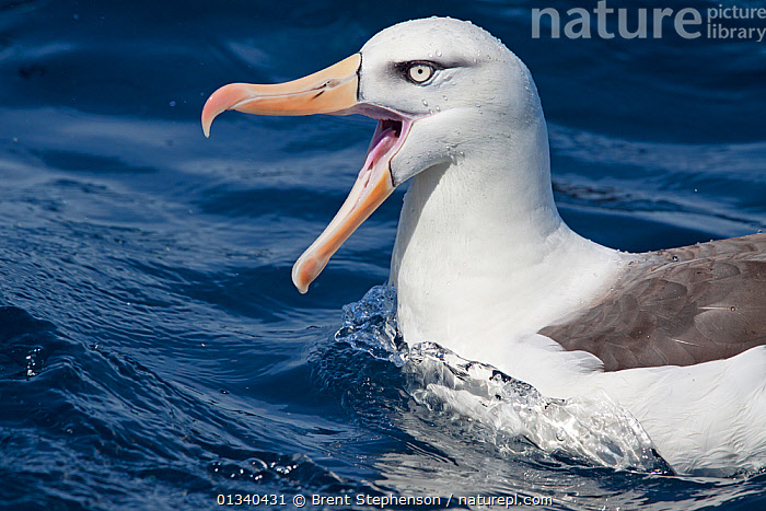 Stock photo of Campbell Albatross (Thalassarche impavida) swimming on ...