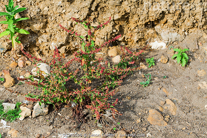 Stock photo of Fiddle dock (Rumex pulcher) Sussex, UK, July. Available ...