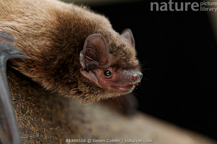 Stock photo of Leisler's bat (Nyctalus leisleri) Captive, UK. Available ...