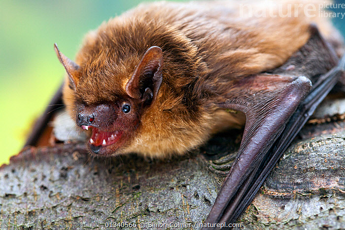 Stock photo of Serotine bat (Eptesicus serotinus) showing teeth ...