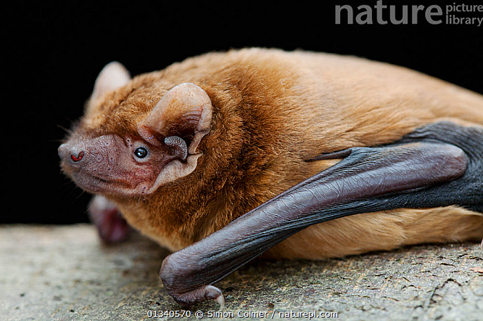 Stock photo of Noctule bat (Nyctalus noctula) Captive, UK. Available ...