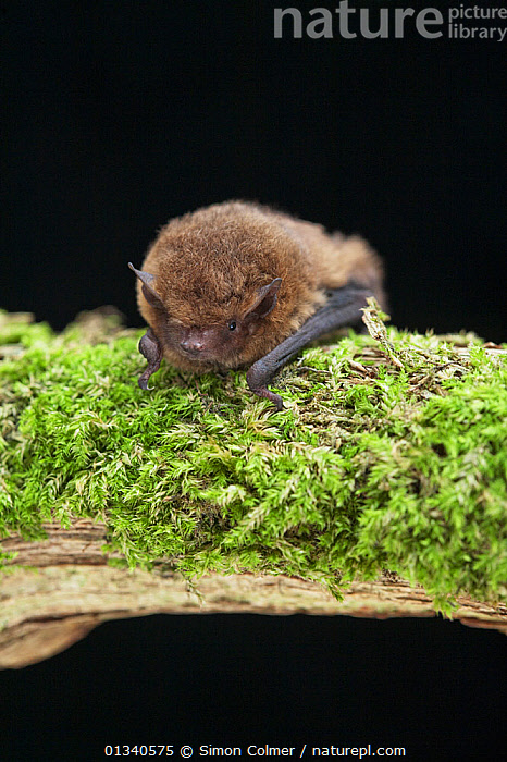 Stock photo of Soprano Pipistrelle bat, 55khz (Pipistrellus pygmaeus ...