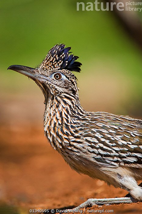 Stock photo of Greater Roadrunner (Geococcyx californianus) in profile ...