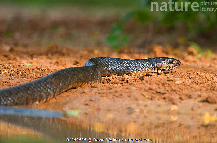 Stock photo of Texas Indigo Snake (Drymarchon corais erebennus) by ...