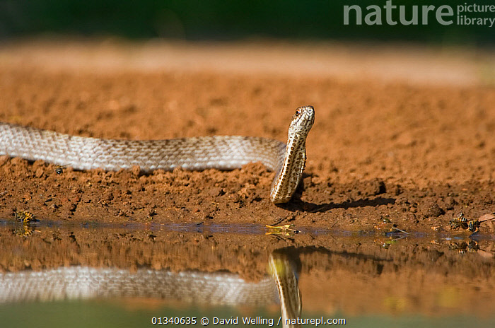 Stock photo of Western Coachwhip Snake (Masticophis flagellum testaceus ...